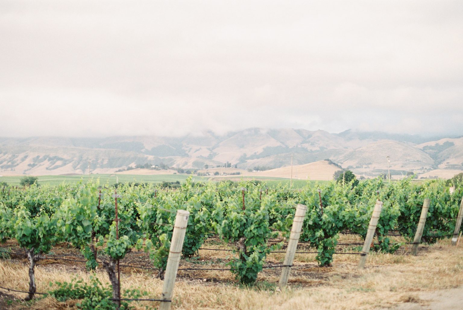 Biddle Ranch Winery – Intimate Wedding Inspiration | Kelley Williams ...